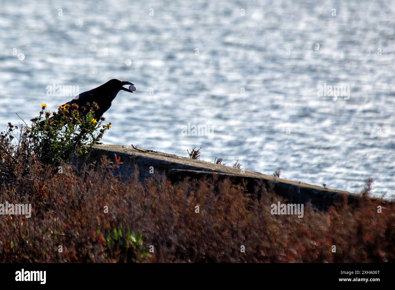 The Common Raven, with its glossy black feathers and an egg in its beak ...