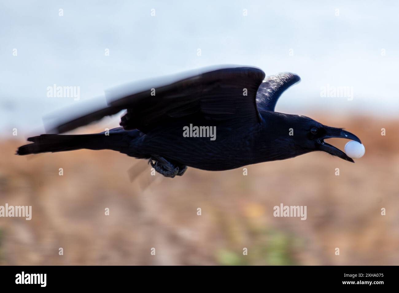 The Common Raven, with its glossy black feathers and an egg in its beak ...