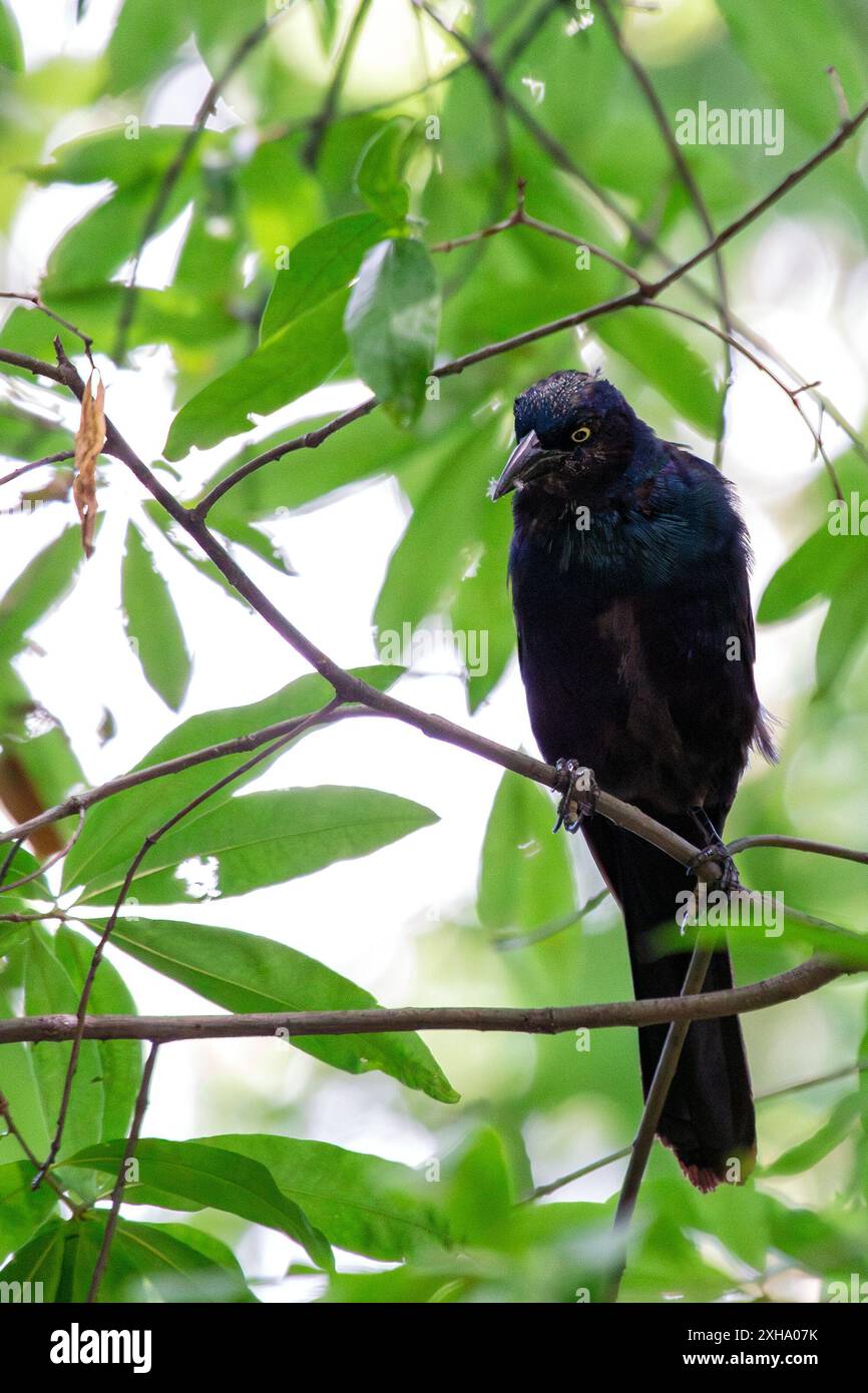 The Common Grackle, with its iridescent black plumage and striking ...