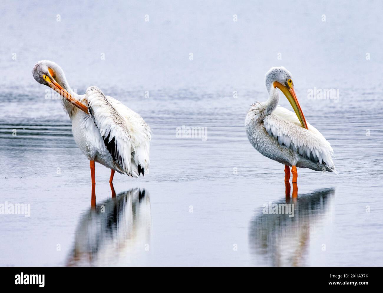 American white pelican, Pelecanus erythrorhynchos, preening, Monterey ...