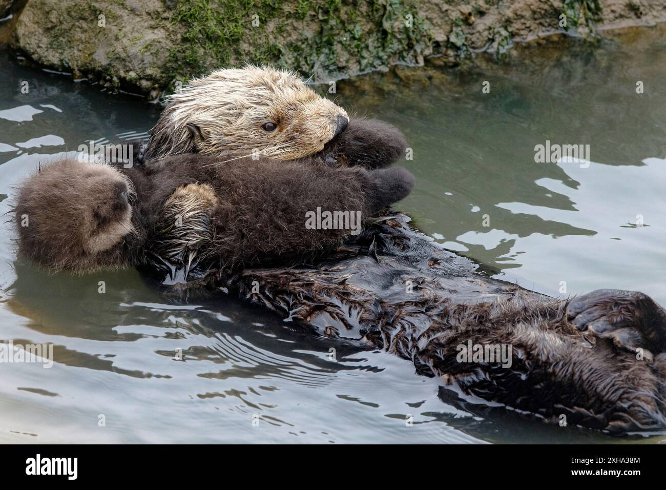 southern sea otter, Enhydra lutris nereis, mother, grooming her pup ...