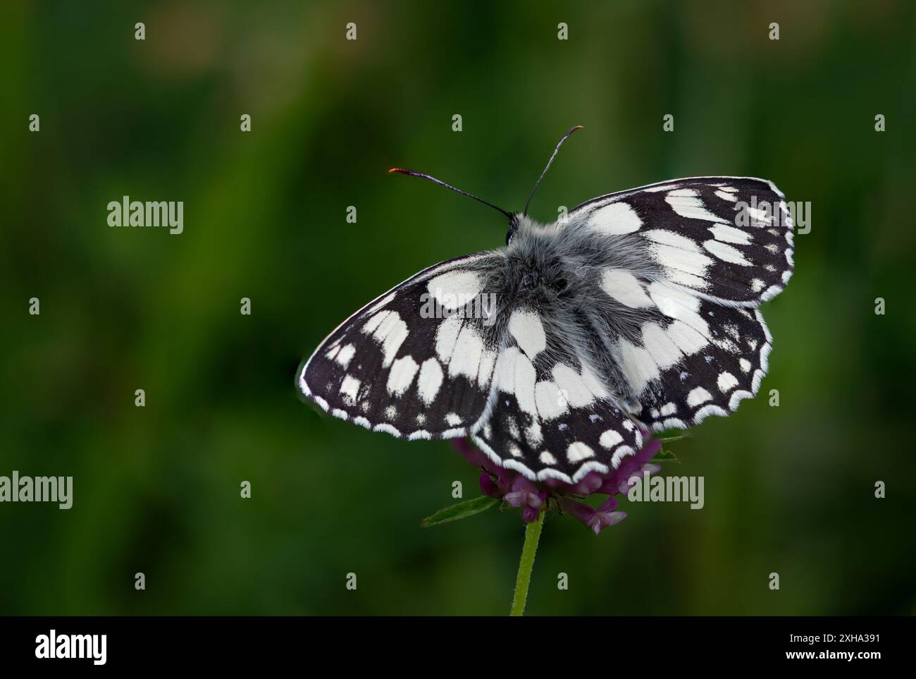 Marbled White butterfly, Melanargia galathea, Close-up with Diffused ...