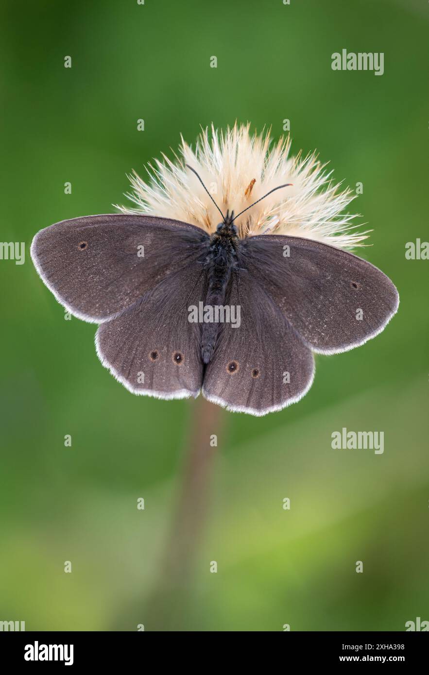 Ringlet Butterfly, Aphantopus hyperantus, Close-up with Diffused ...