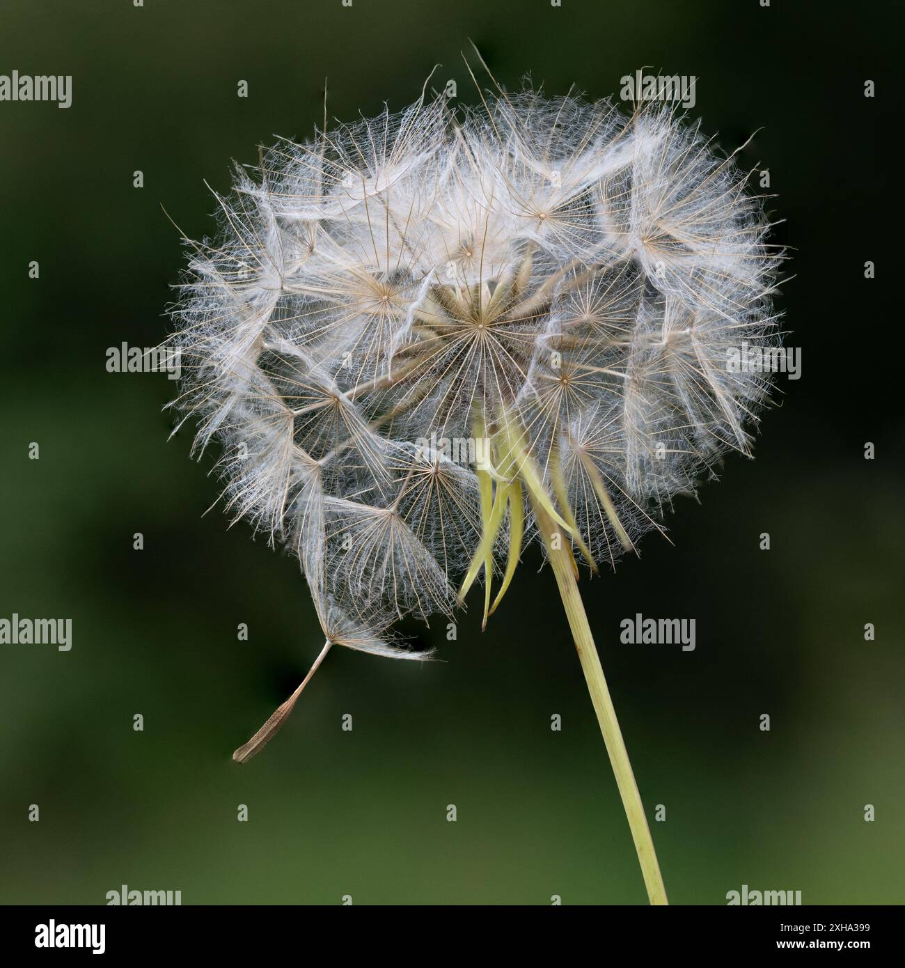 Goats beard hi-res stock photography and images - Alamy