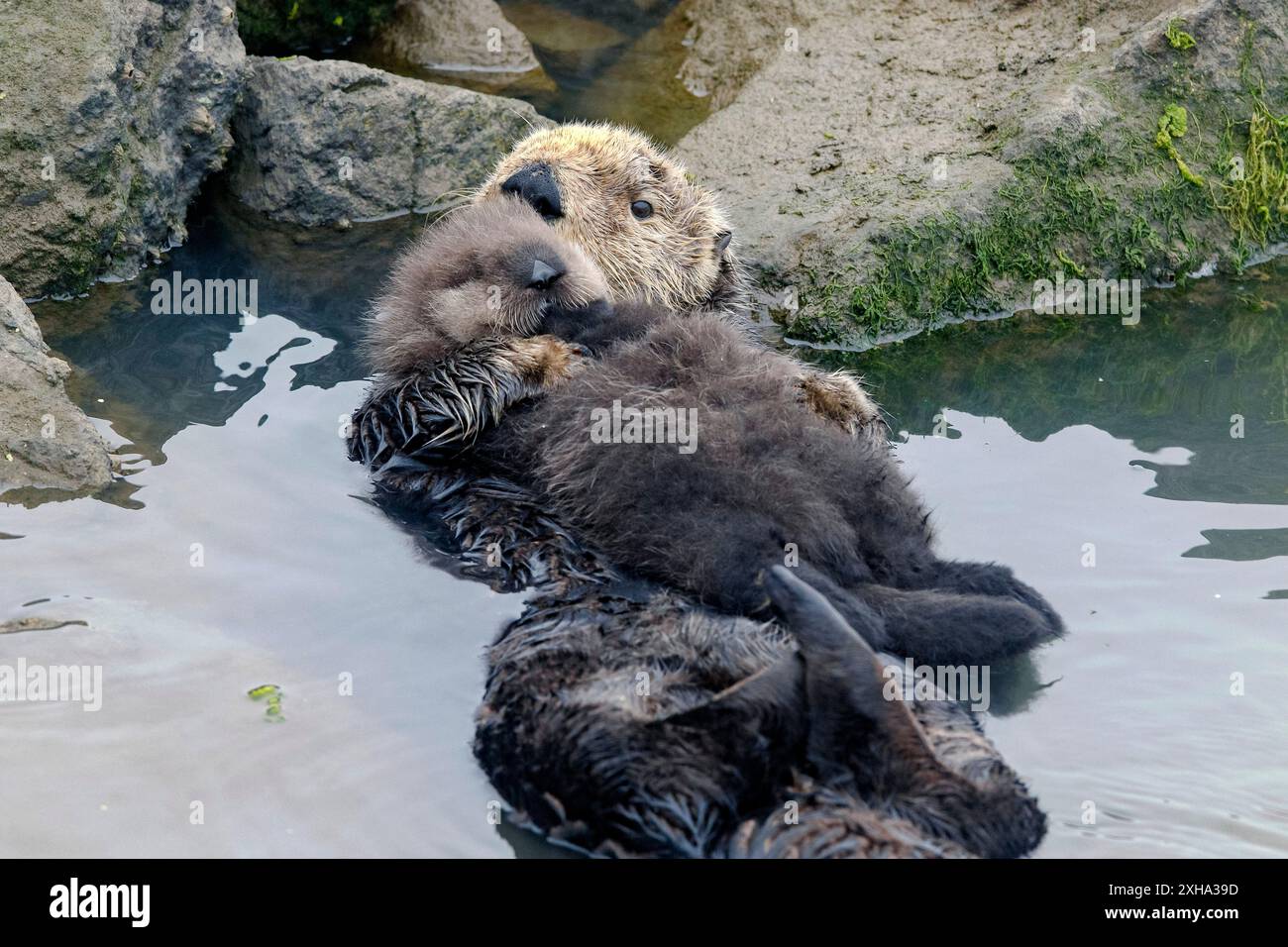 southern sea otter, Enhydra lutris nereis, mother, grooming her pup ...