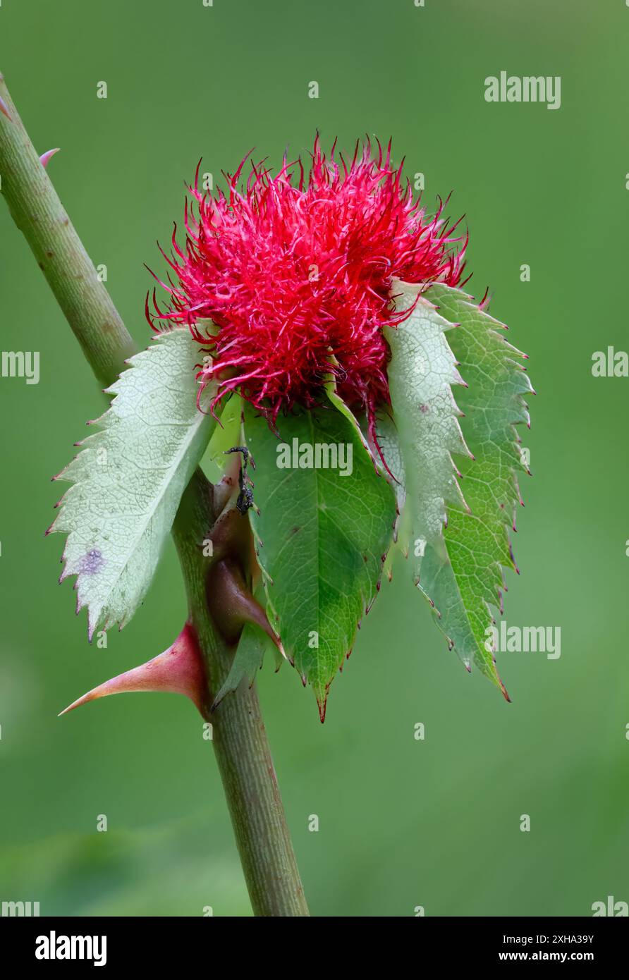 Rose bedeguars hi-res stock photography and images - Alamy