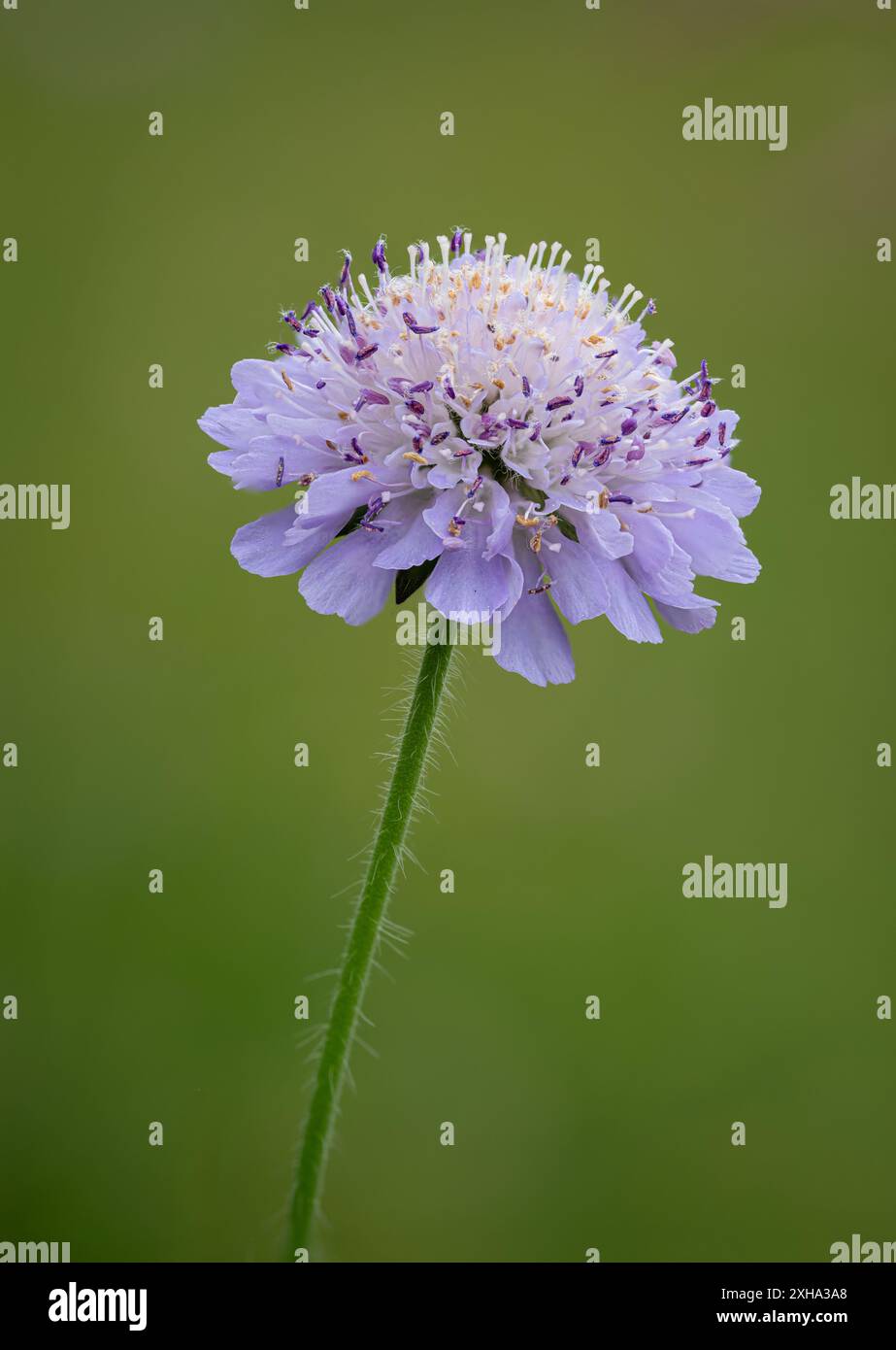 Small Scabious Flower, Scabiosa columbaria, Close-up with Diffused ...