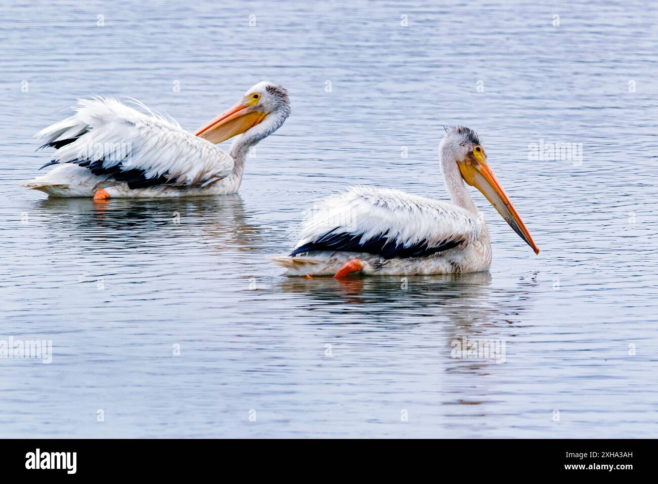 American white pelican, Pelecanus erythrorhynchos, preening, Monterey ...