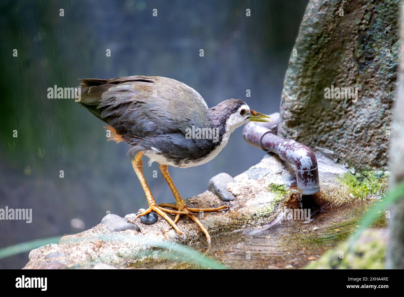 Spotted waterhen hi-res stock photography and images - Alamy