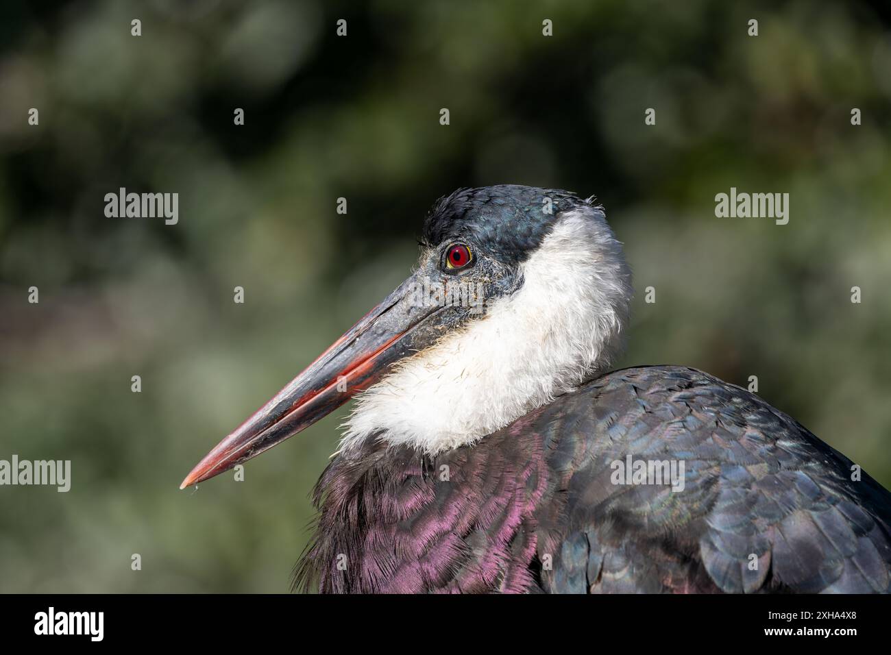 The Woolly-Necked Stork, with its distinctive white neck and glossy ...