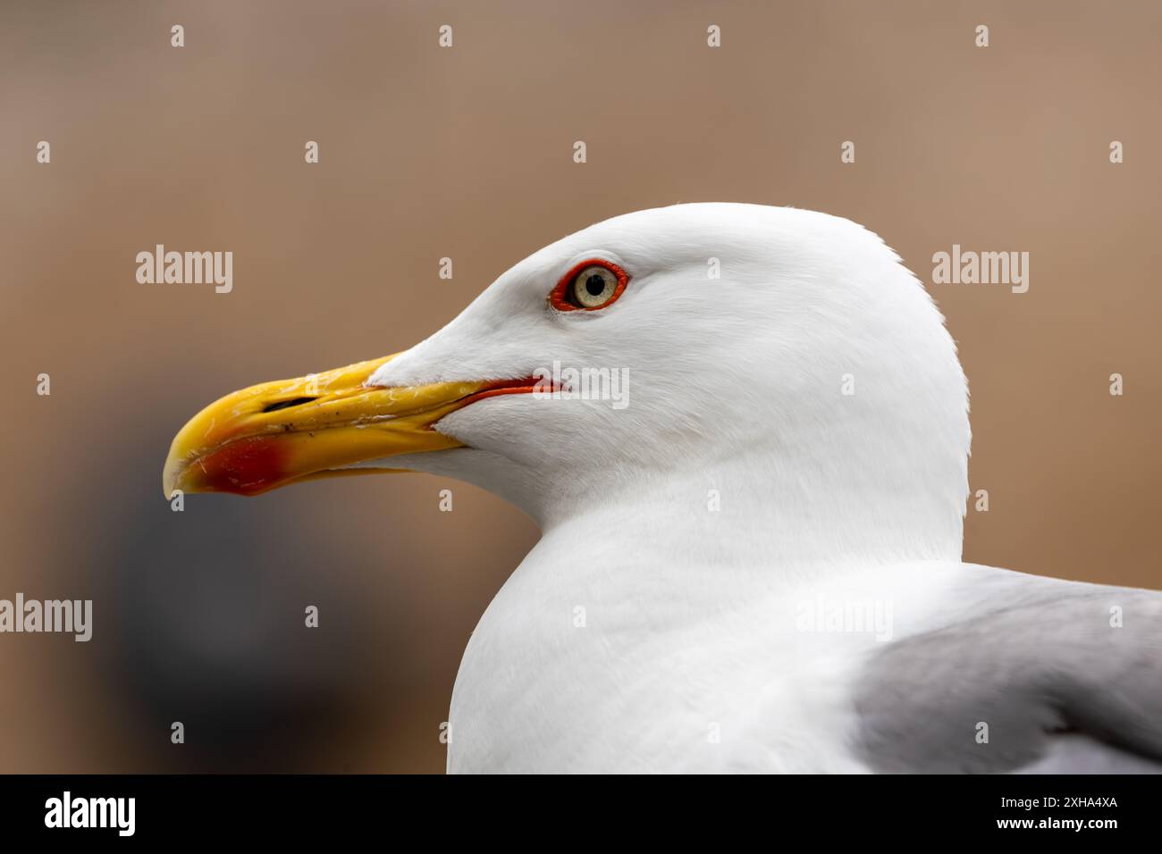 The Yellow-Legged Gull, with its bright yellow legs and white plumage ...