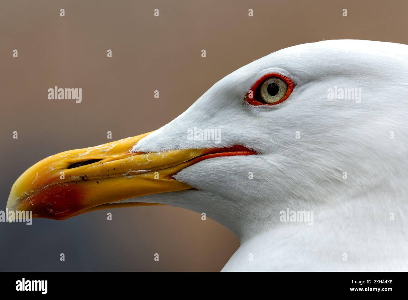 The Yellow-Legged Gull, with its bright yellow legs and white plumage ...