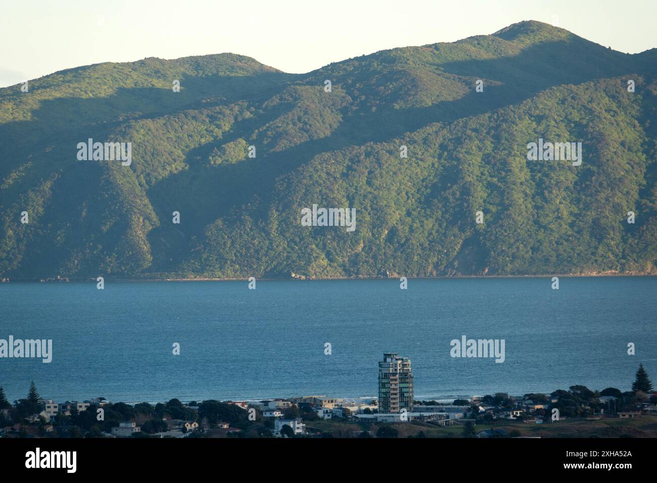 New zealand coastal birds hi-res stock photography and images - Alamy