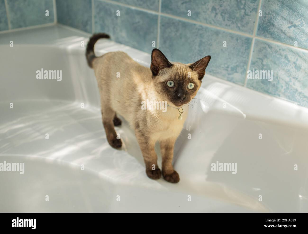 Siamese cat playing water hi-res stock photography and images - Alamy