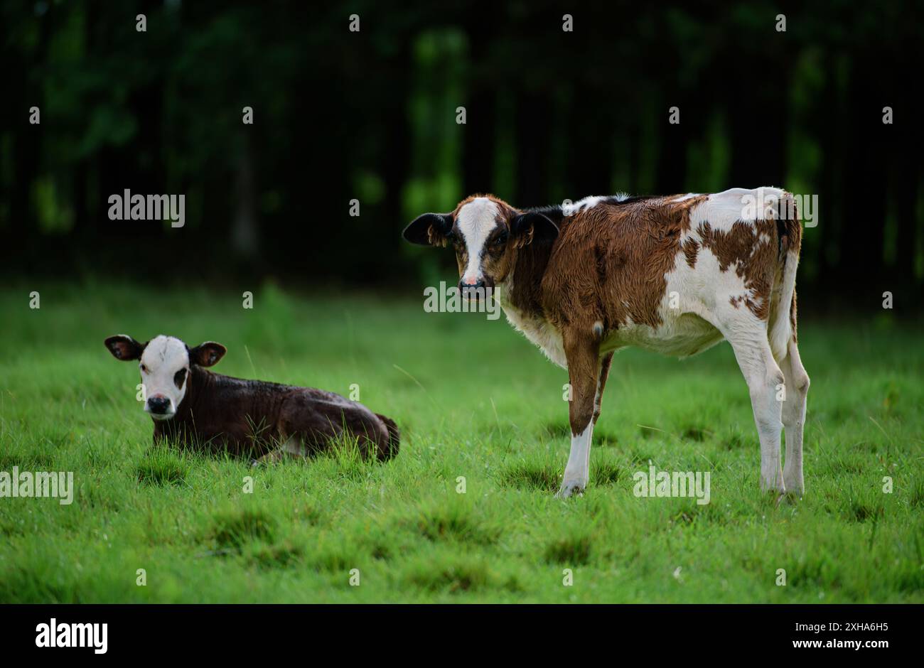 Calves lying on meadow grass hi-res stock photography and images - Alamy