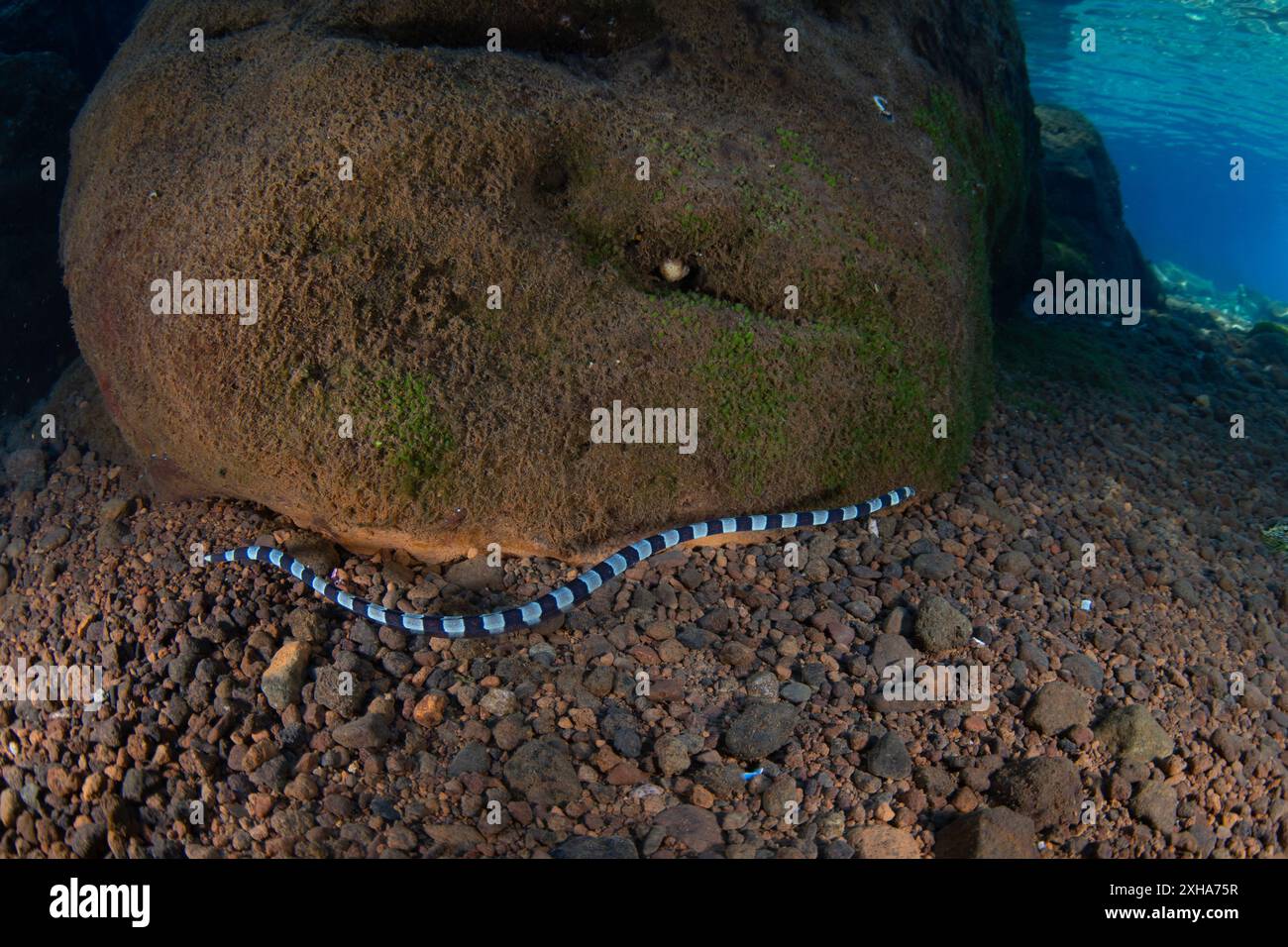 A Banded snake eel, Myrichthys colubrinus, swims along a rock and sand ...