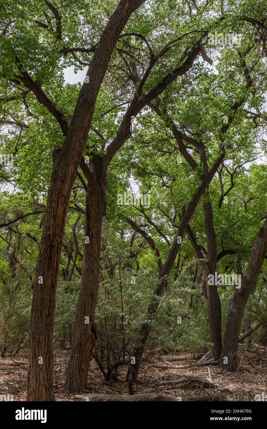 The Bosque of the Rio Grande through Albuquerque, New Mexico Stock ...