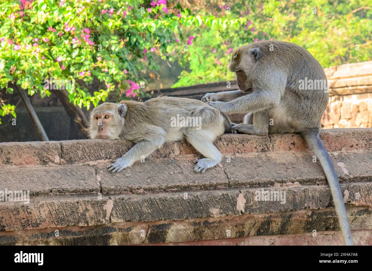 Pemuteran monkey temple hi-res stock photography and images - Alamy