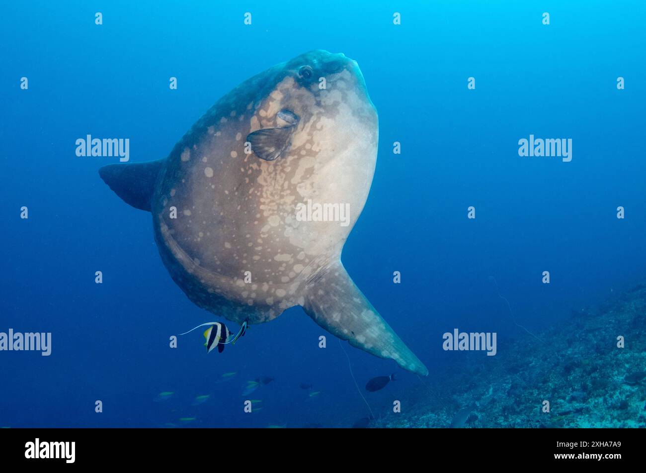 ocean sunfish, common mola, Mola mola, being cleaned by a pair of ...