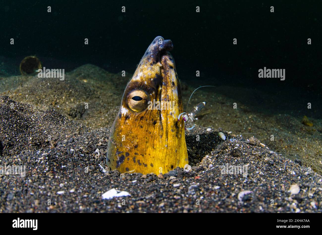 dark-shouldered snake eel, blacksaddle snake eel, headsaddle snake eel ...