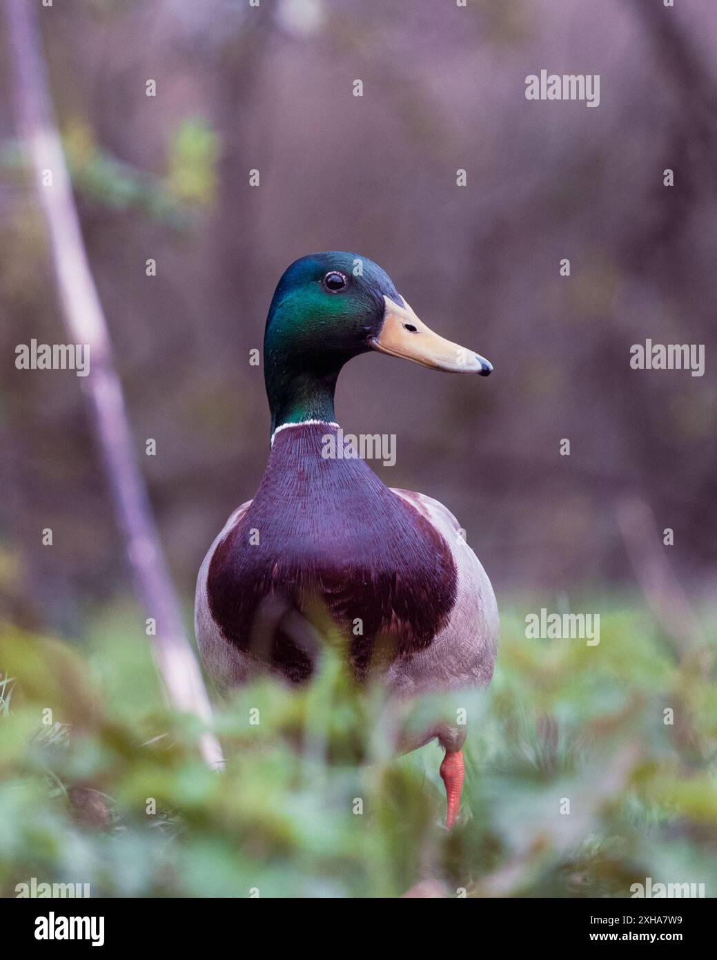 Duck profile photo hi-res stock photography and images - Alamy
