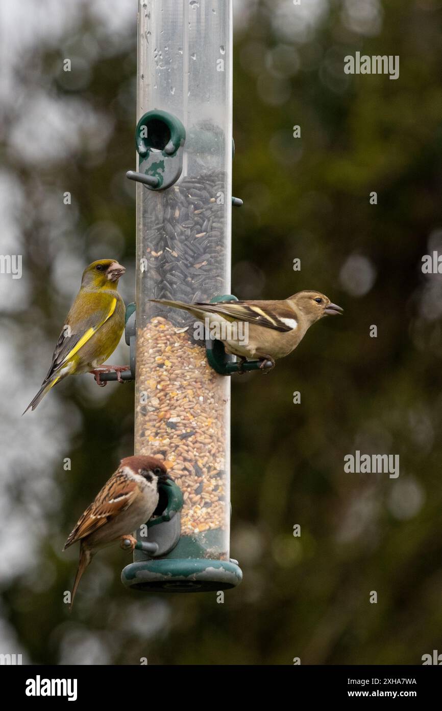 British garden birds visiting a bird feeder Stock Photo - Alamy