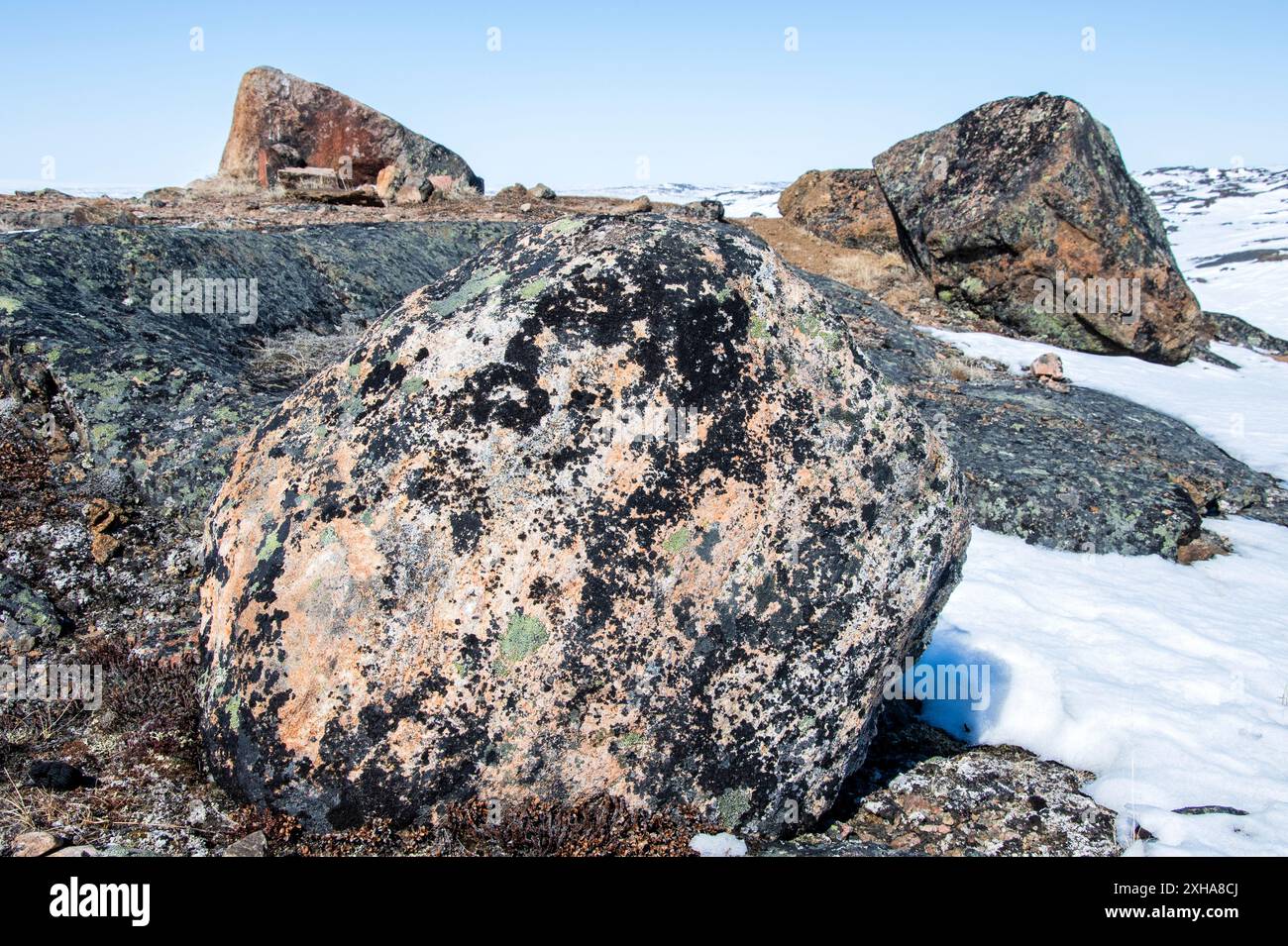 Lichens growing on rocks during spring thaw in Iqaluit, Nunavut, Canada ...