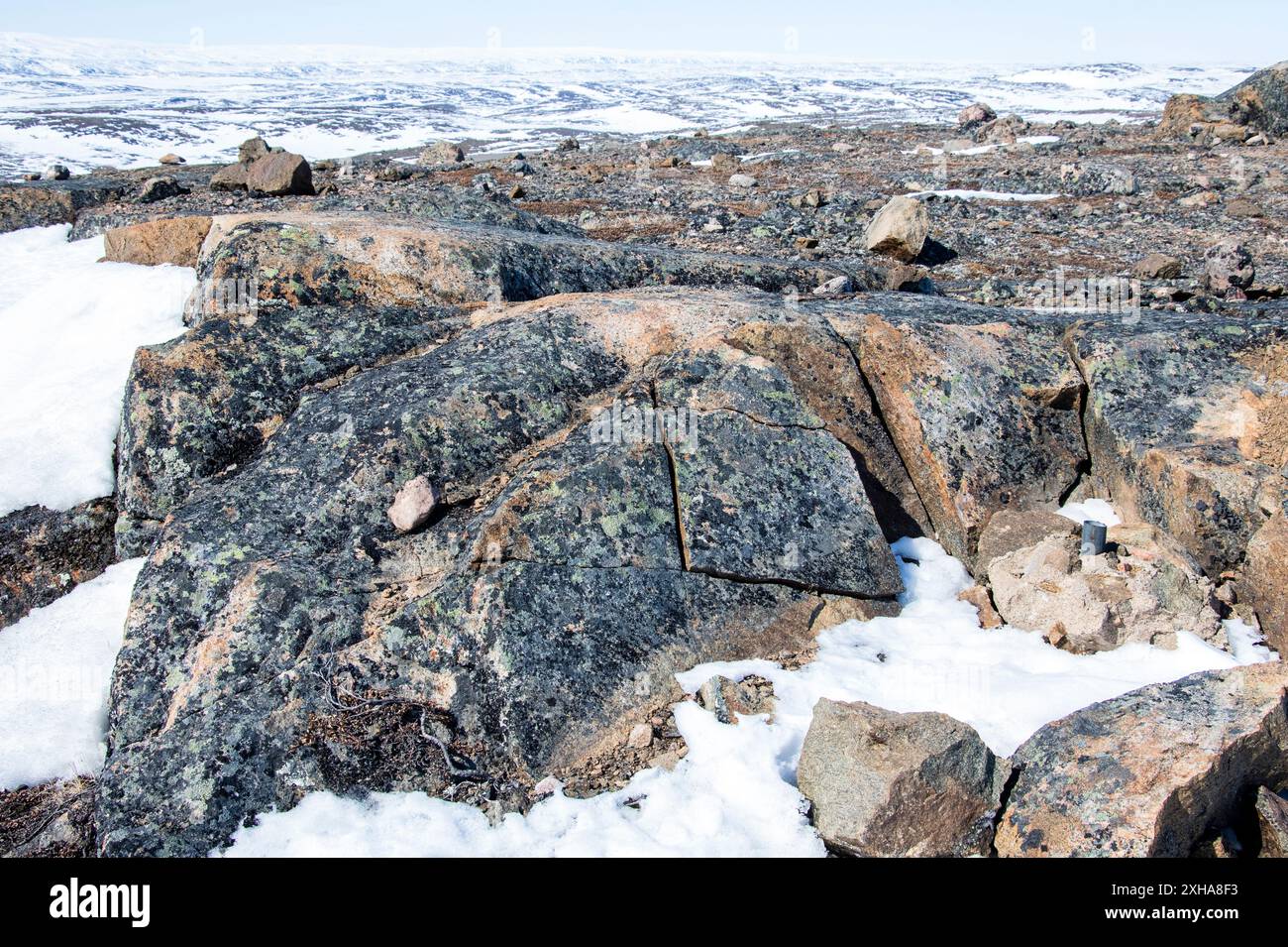 Lichens growing on rocks during spring thaw in Iqaluit, Nunavut, Canada ...