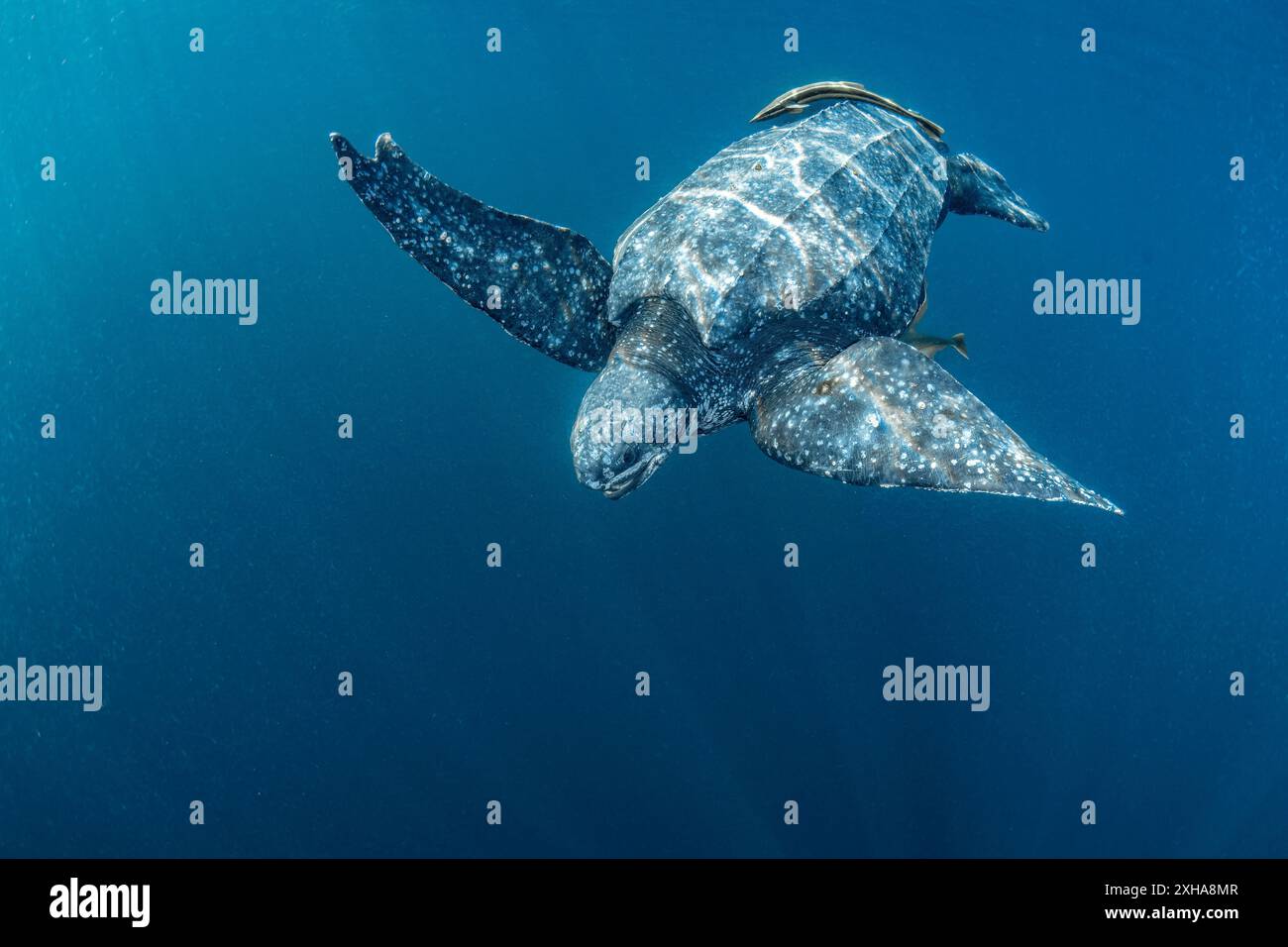 leatherback sea turtle (Dermochelys coriacea), with remoras (Remora sp ...