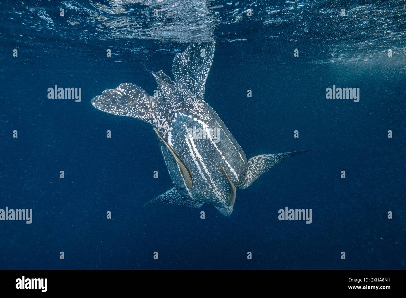 leatherback sea turtle (Dermochelys coriacea), with remoras (Remora sp ...