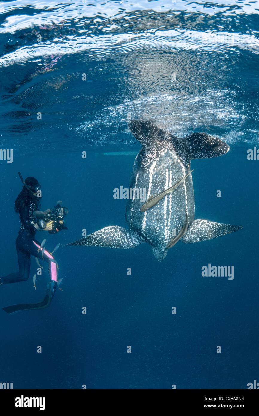 leatherback sea turtle (Dermochelys coriacea), with remoras (Remora sp ...