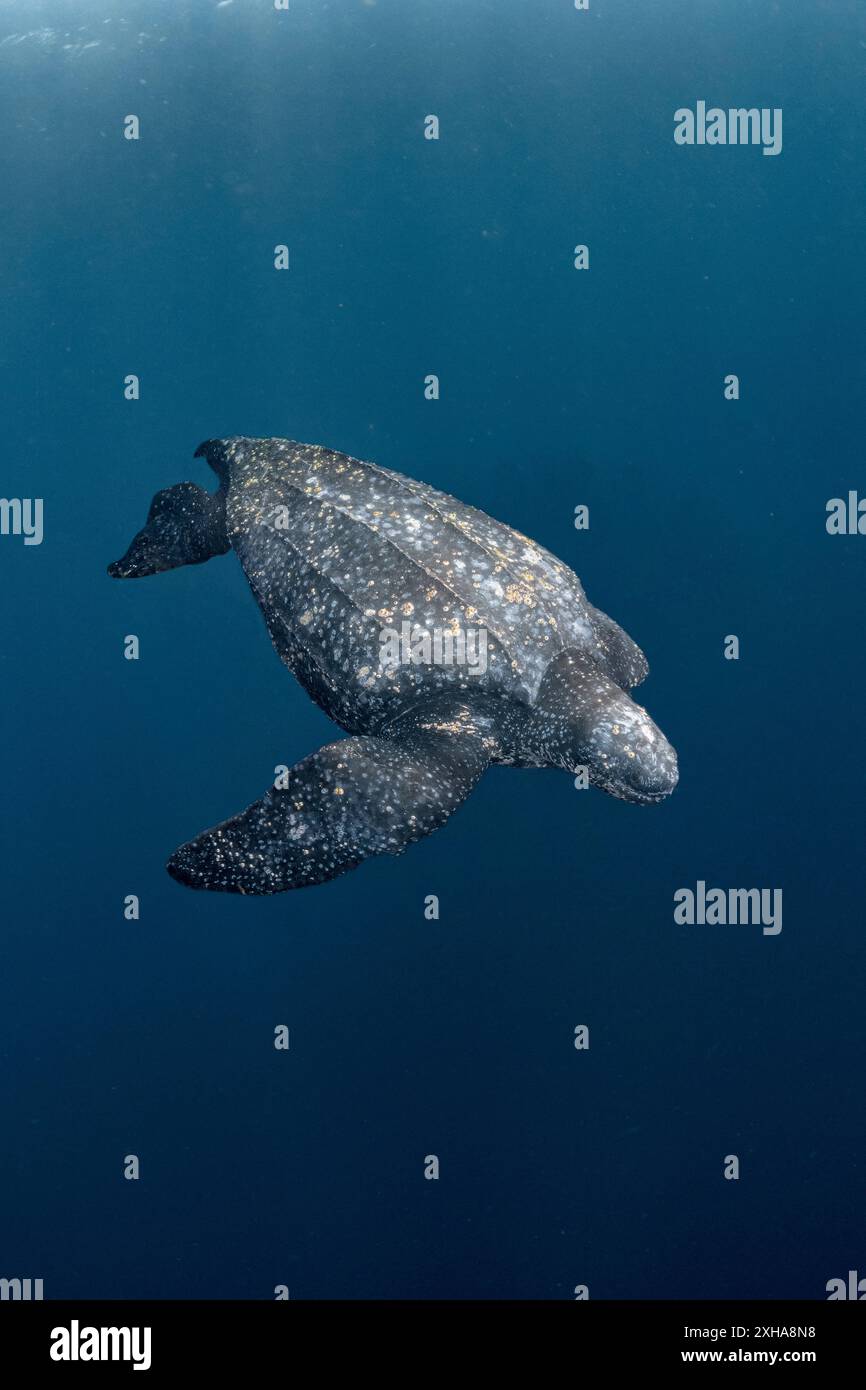 leatherback sea turtle (Dermochelys coriacea), with barnacles ...