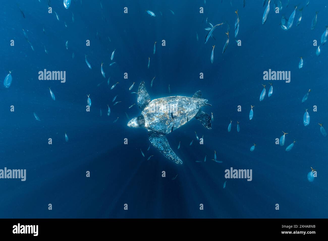 leatherback sea turtle (Dermochelys coriacea), with barnacles ...