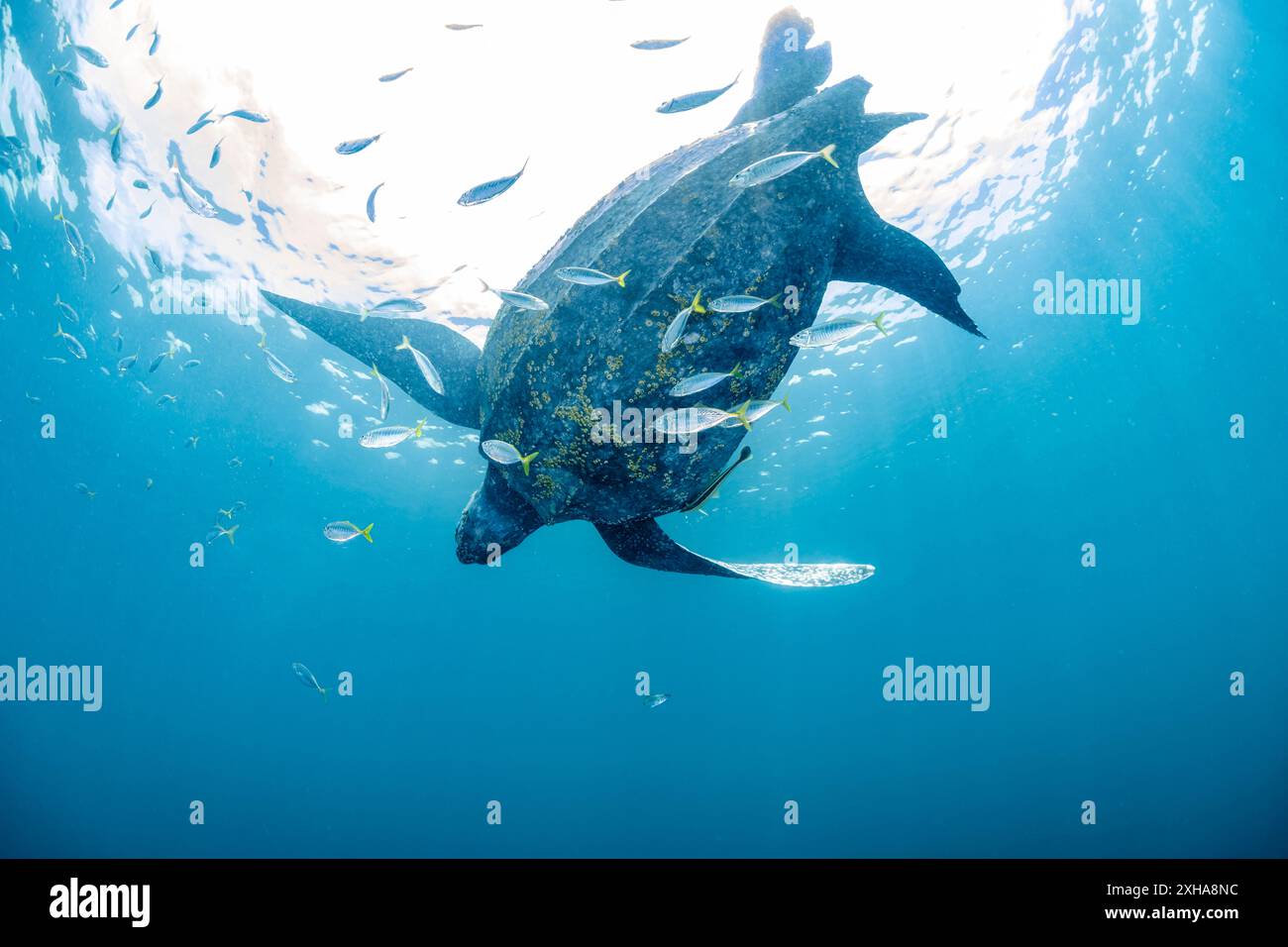 leatherback sea turtle (Dermochelys coriacea), with barnacles ...