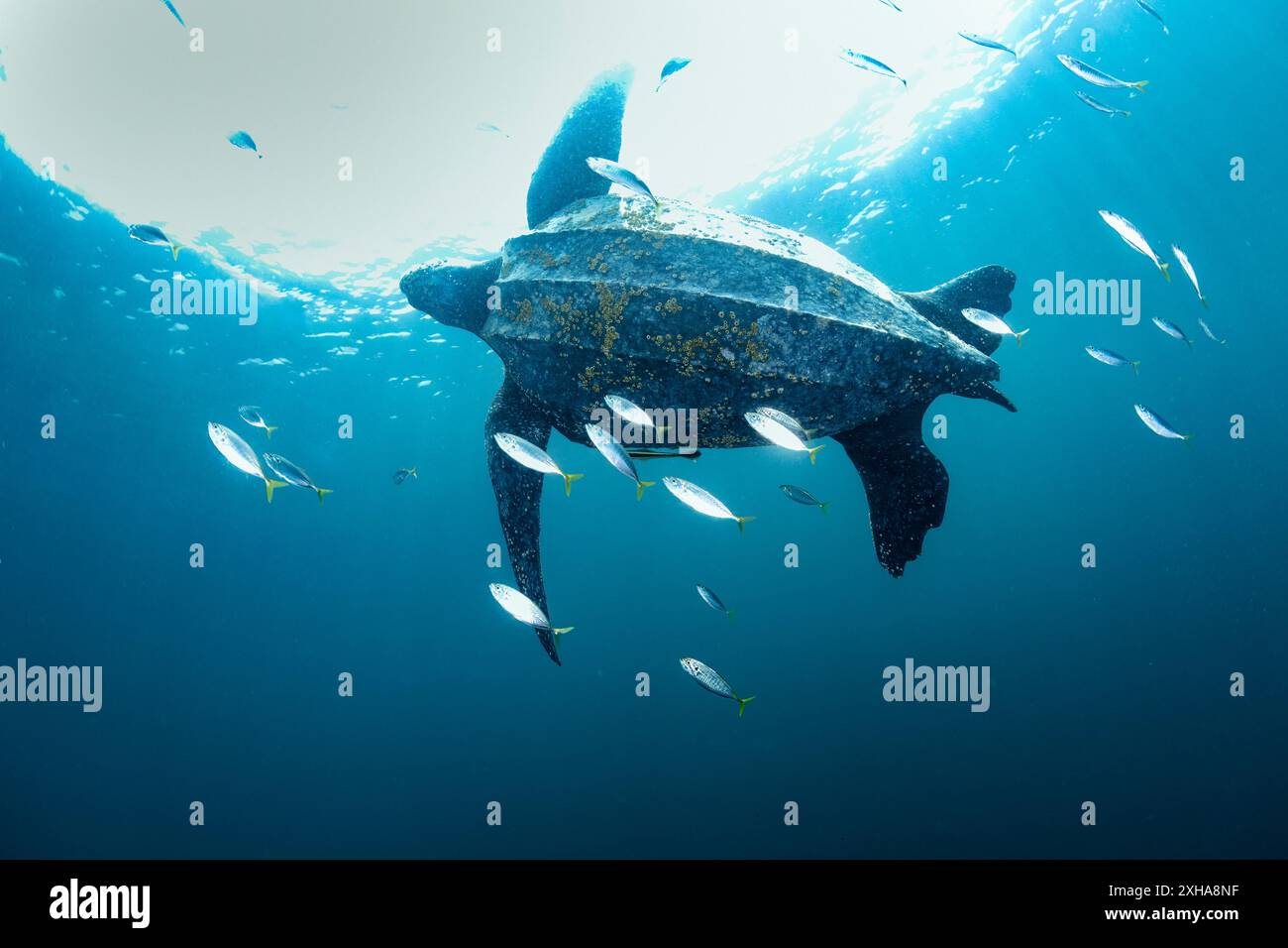 leatherback sea turtle (Dermochelys coriacea), with barnacles ...