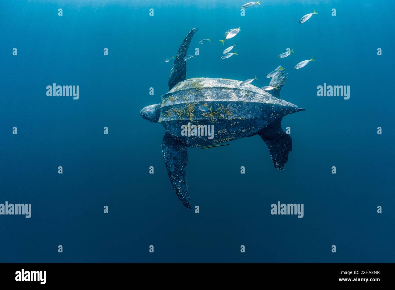 leatherback sea turtle (Dermochelys coriacea), with barnacles ...