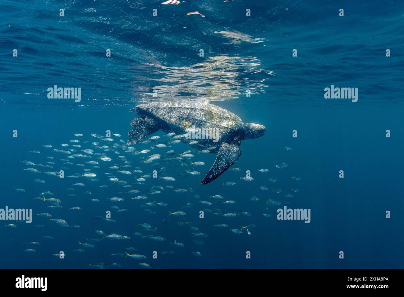 leatherback sea turtle (Dermochelys coriacea), with barnacles ...