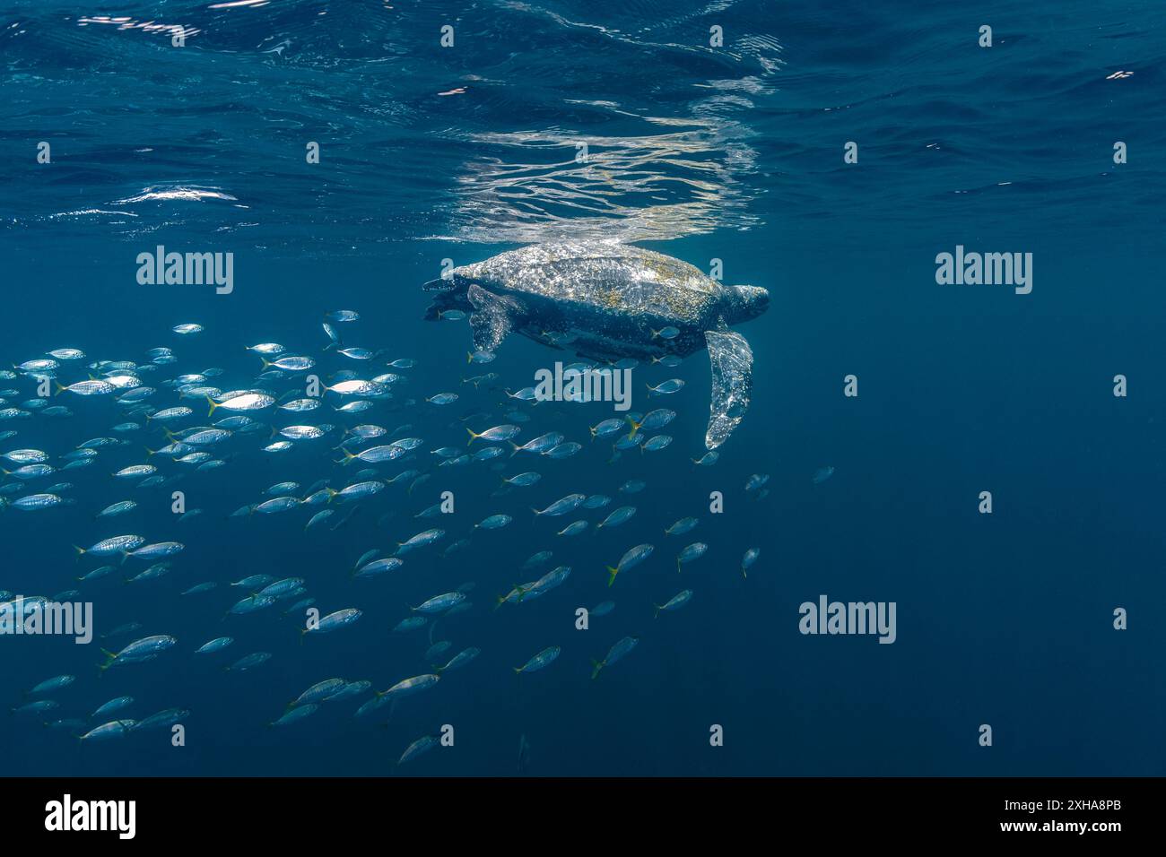 leatherback sea turtle (Dermochelys coriacea), with barnacles ...