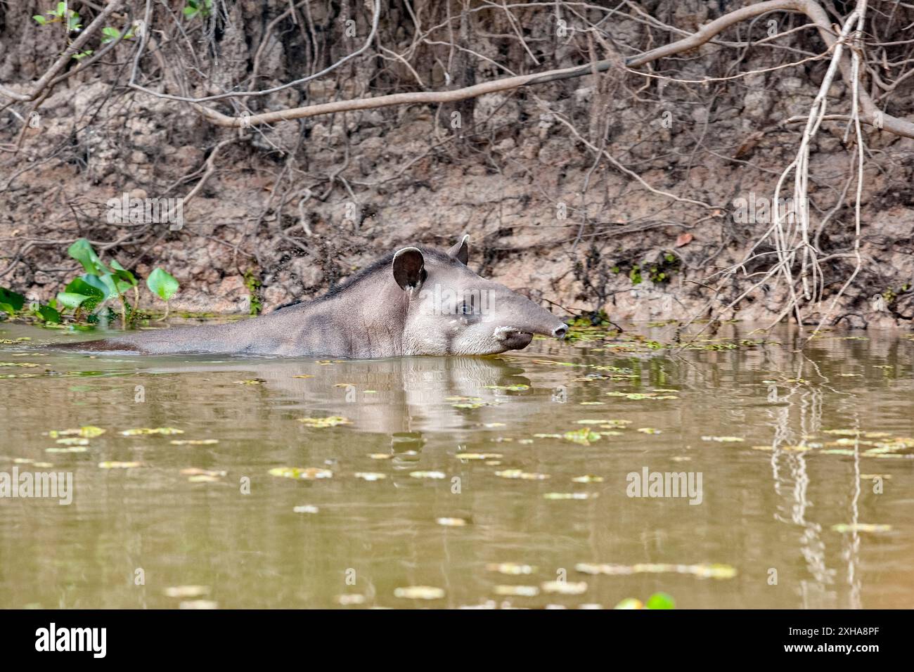 South American tapir, Tapirus terrestris, aka Brazilian tapir ...