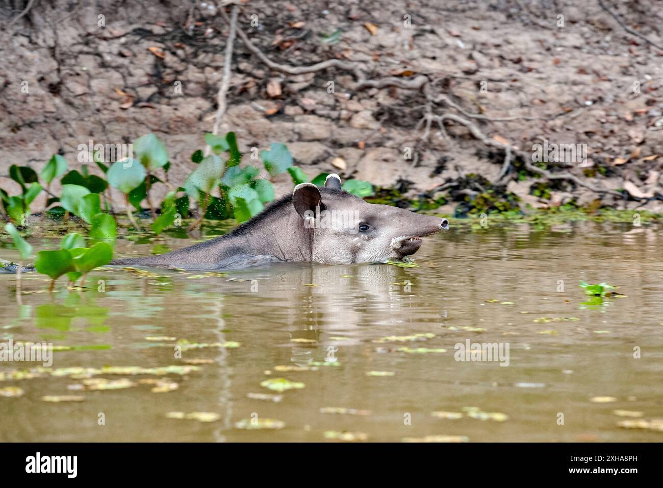 South American tapir, Tapirus terrestris, aka Brazilian tapir ...