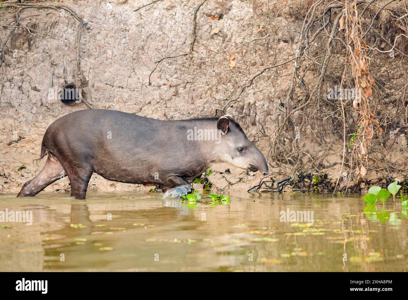 South American tapir, Tapirus terrestris, aka Brazilian tapir ...