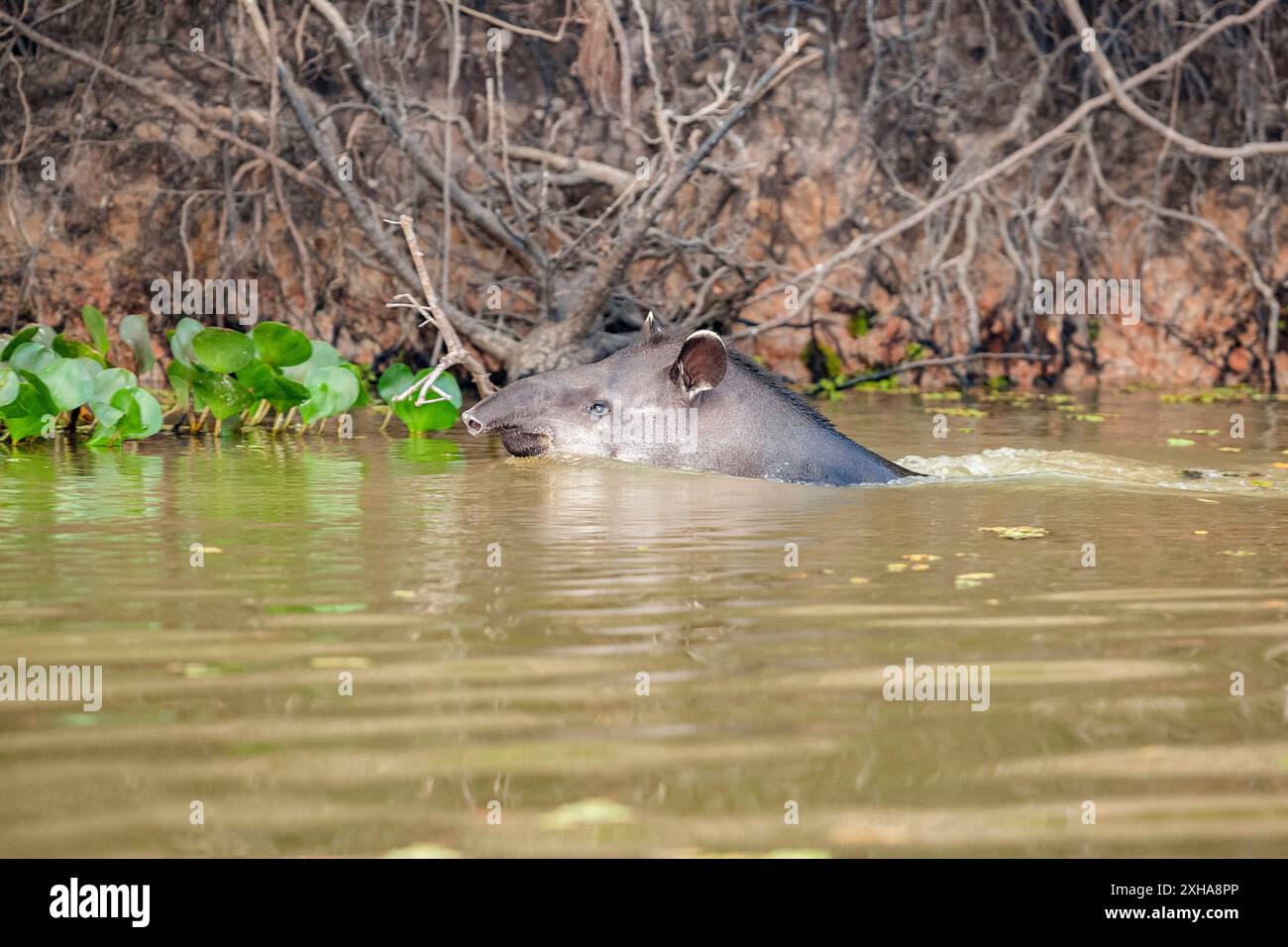 South American tapir, Tapirus terrestris, aka Brazilian tapir ...