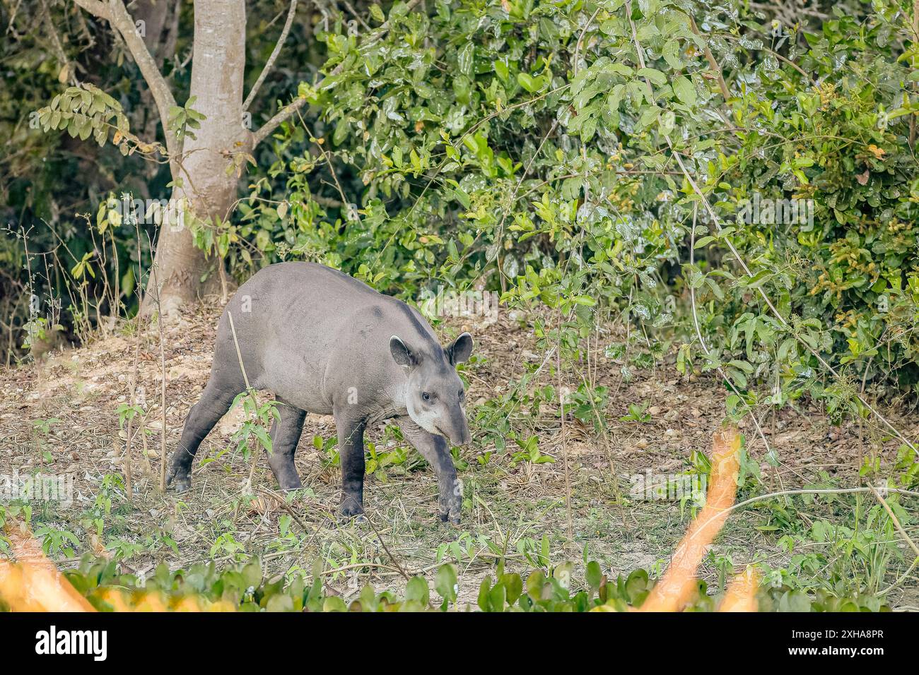 South American tapir, Tapirus terrestris, aka Brazilian tapir ...