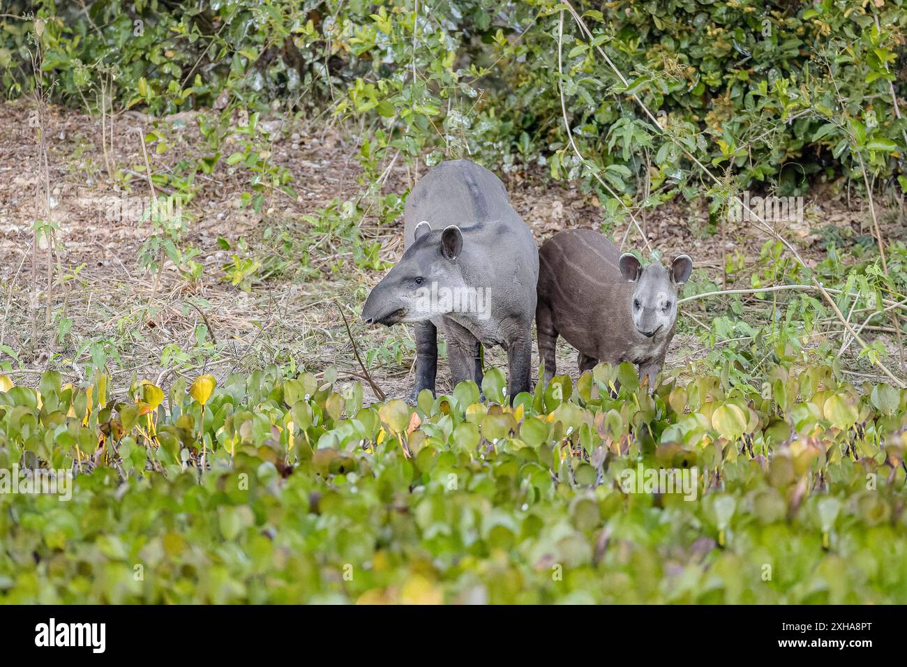 South American tapir, Tapirus terrestris, aka Brazilian tapir ...