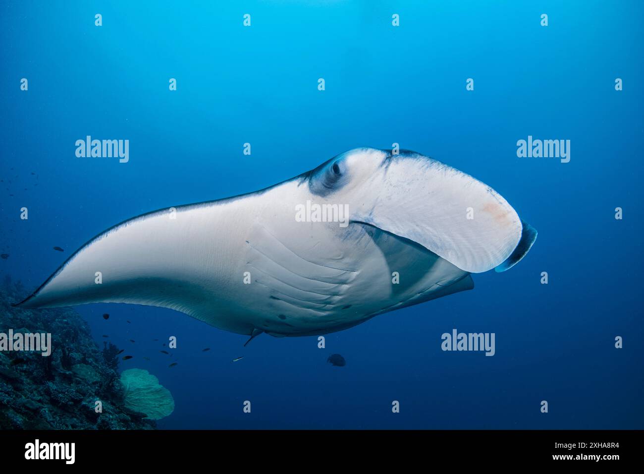 reef manta ray, Mobula alfredi, visiting a cleaning station, Baa Atoll ...