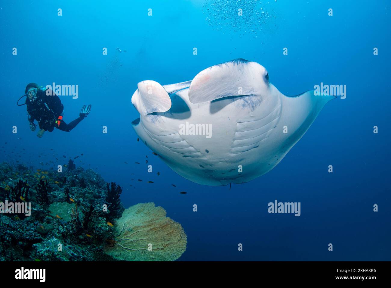 reef manta ray, Mobula alfredi, visiting a cleaning station, and scuba ...