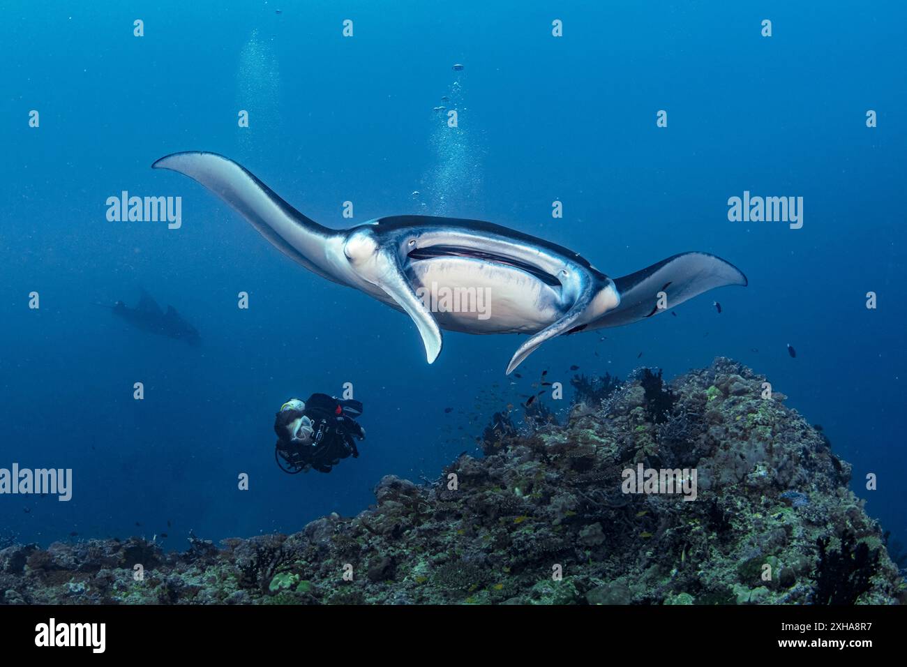 reef manta ray, Mobula alfredi, visiting a cleaning station, and scuba ...