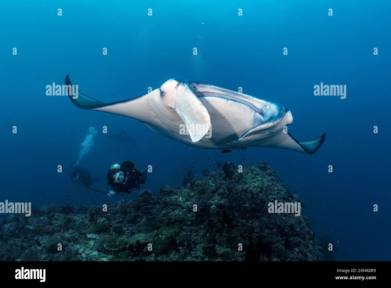 reef manta ray, Mobula alfredi, visiting a cleaning station, and scuba ...