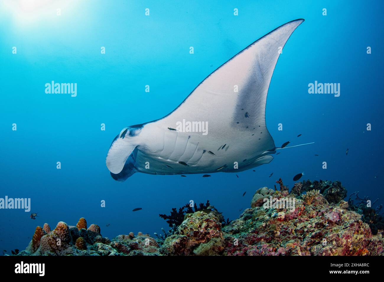 reef manta ray, Mobula alfredi, visiting a cleaning station, Baa Atoll ...
