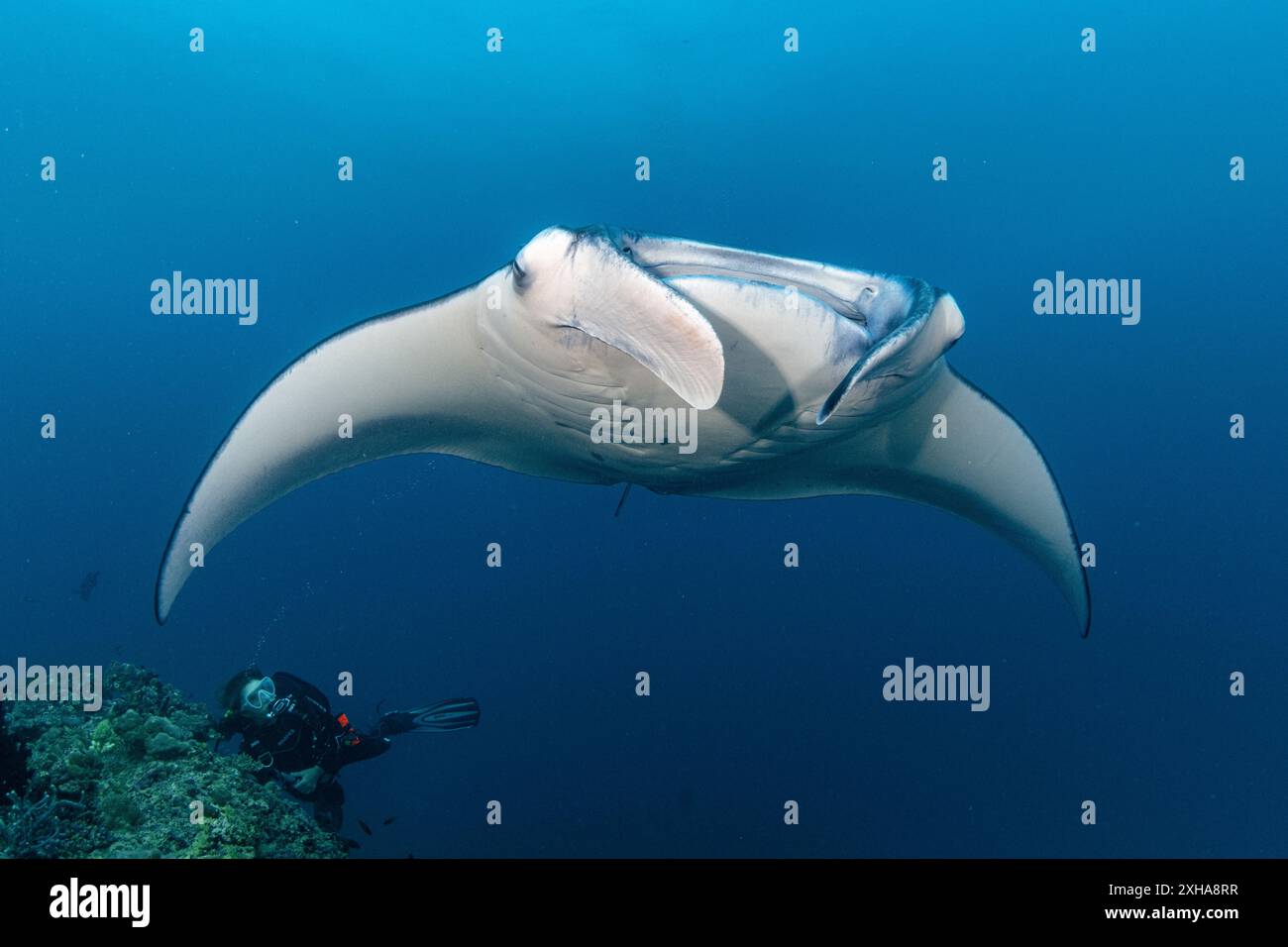 reef manta ray, Mobula alfredi, visiting a cleaning station, and scuba ...